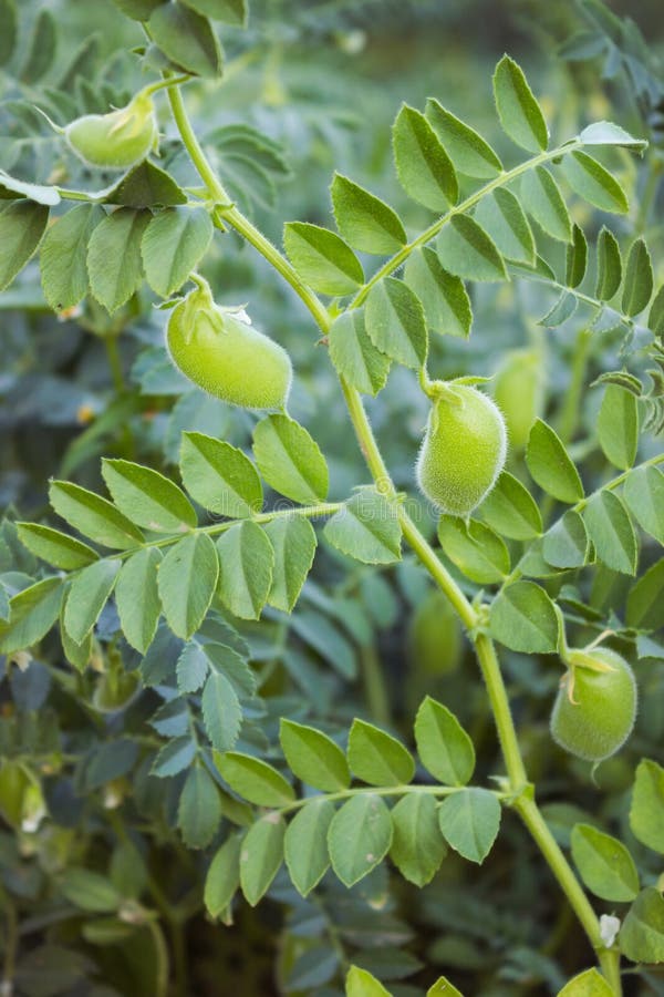 Young Chick-pea Pod In Chickpea Plant Stock Photo - Image of chick ...