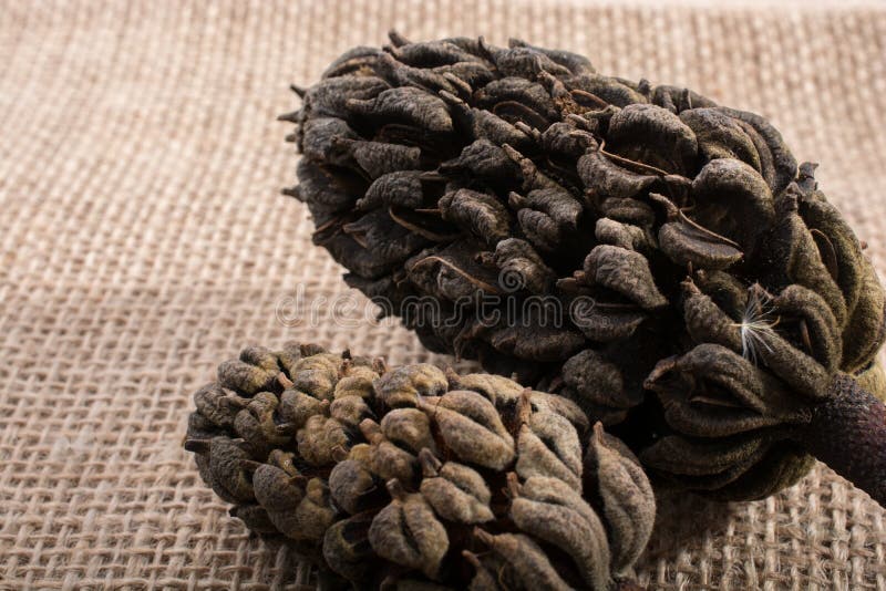 Pod, Cone or Capsule on Background Stock Photo - Image of plant, autumn ...