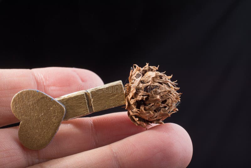 Pod, Cone or Capsule in Hand Stock Image - Image of plant, hand: 116264509