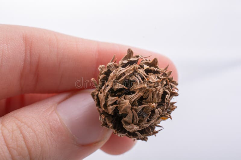 Pod, Cone or Capsule in Hand Stock Image - Image of plant, hand: 116264509