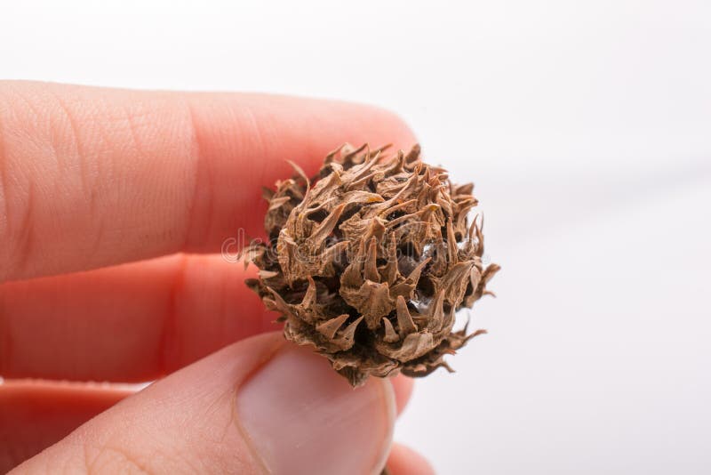 Pod, Cone or Capsule in Hand Stock Photo - Image of beautiful, autumn ...