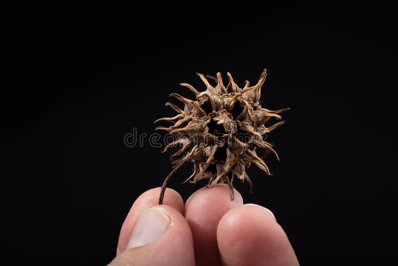 Pod, Cone or Capsule in Hand Stock Photo - Image of nature, bright ...
