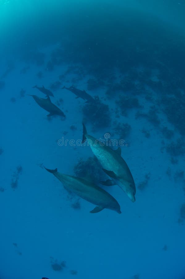 Pod of dolphins from above stock image. Image of african - 18999919