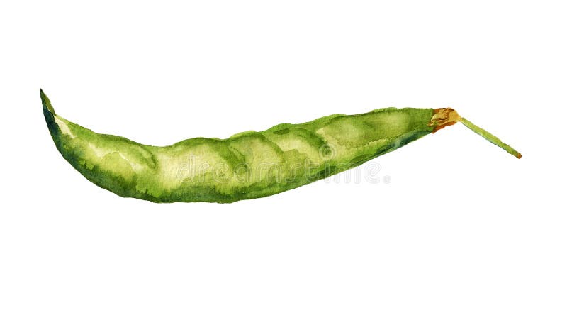 Green Haricot Stock Illustrations – 596 Green Haricot Stock ...