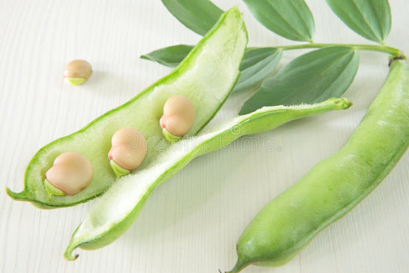 Pod with light brown beans stock photo. Image of bean - 25731414