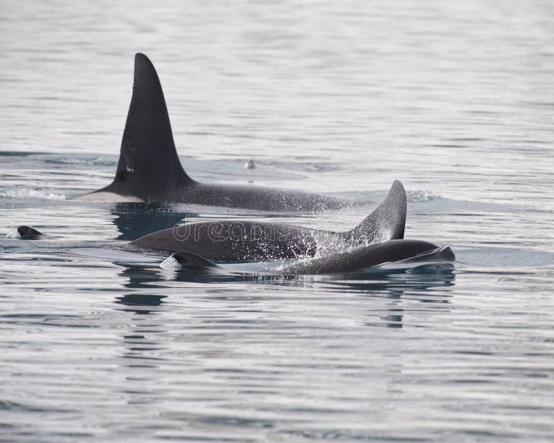 Pod of Orcas, Iceland stock image. Image of animal, grundarfjordur ...
