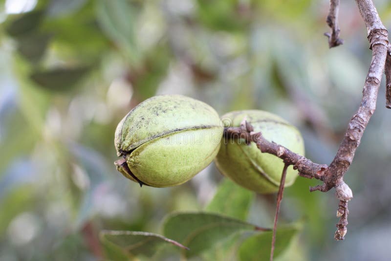 Pod of Pecan Nuts on Branch of Tree. Selective Focus Stock Photo ...