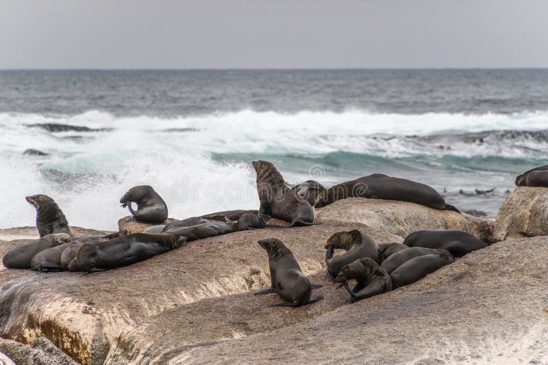 Pod of Seals on the Rocks Surrounded by the Sea Under a Cloudy Sky at ...
