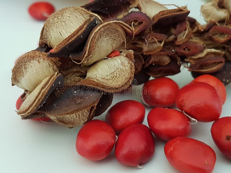 Pod with Seed of Tulip Tree Stock Image - Image of magnolia, seed ...