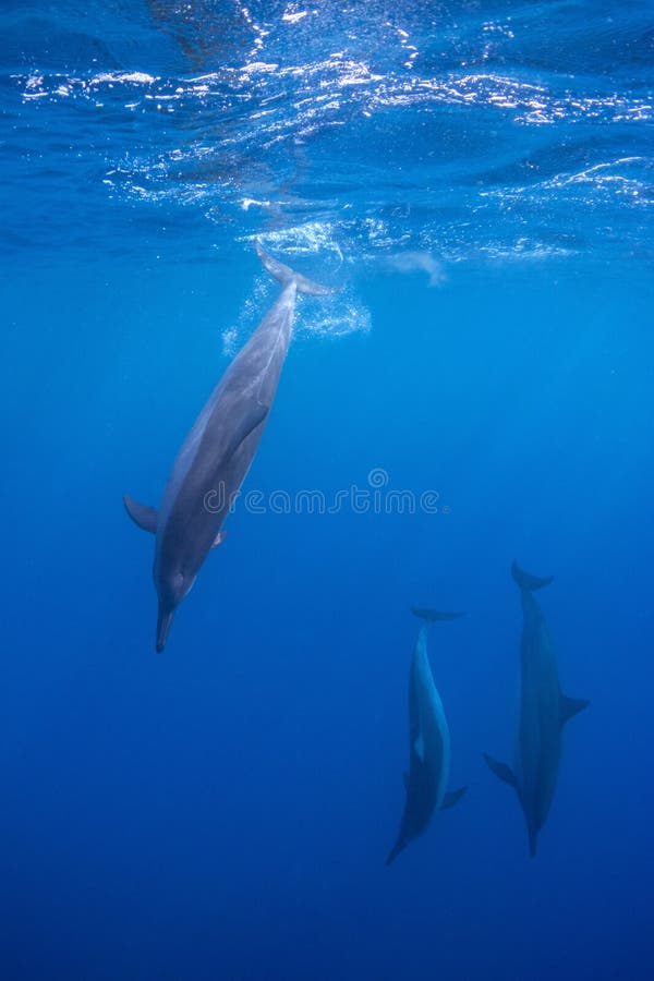 Dolphins Diving stock image. Image of water, nature - 102270423
