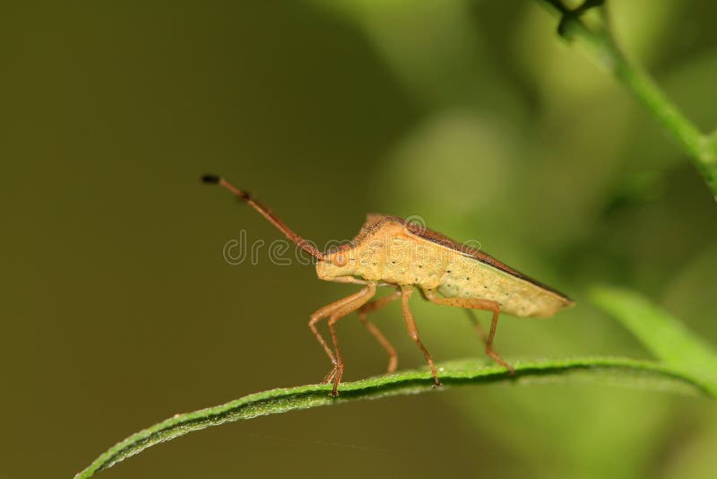A pod sucking bug stock photo. Image of plant, closeup - 16448584