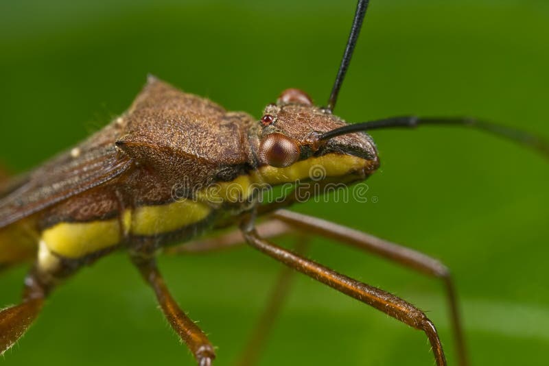 A pod sucking bug up close stock photo. Image of nature - 10811358