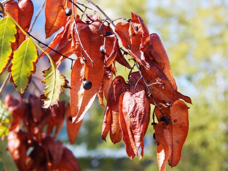 Pod on tree stock photo. Image of autumn, dryness, ingredient - 155553268