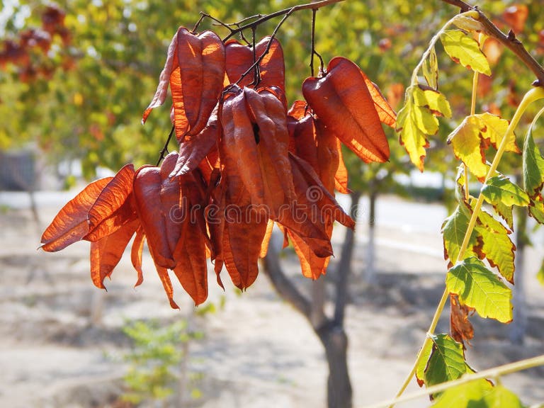 Pod on tree stock photo. Image of branch, botany, tree - 155553292