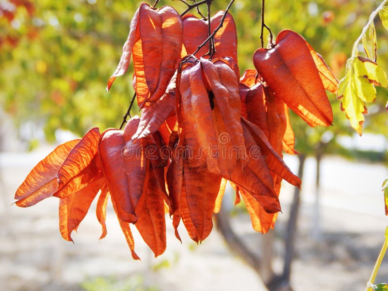 Pod on tree stock photo. Image of plant, autumn, deciduous - 157713216