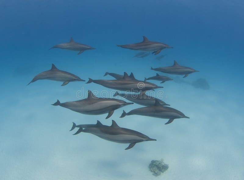 Pod of Wild Spinner Dolphins Stock Image - Image of water, longirostris ...