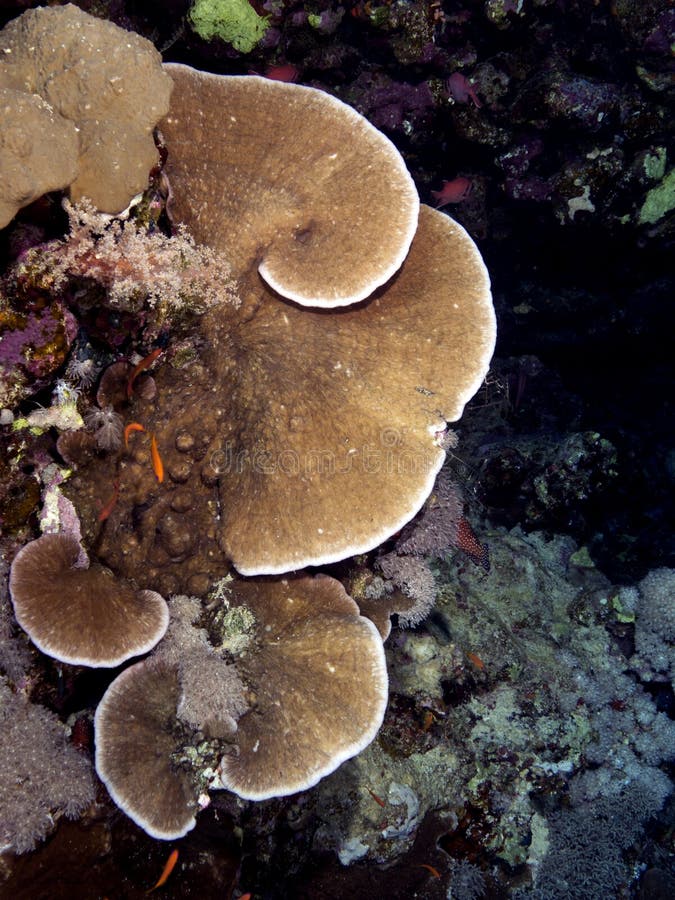 Podabacia crustacea stock image. Image of coral, underwater - 44038333