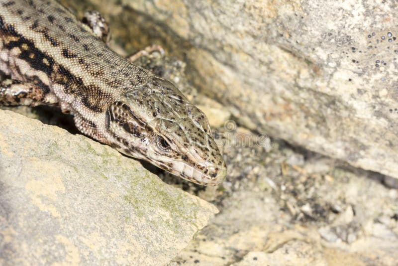 Podarcis Muralis, Common Wall Lizard from Germany Stock Photo - Image ...
