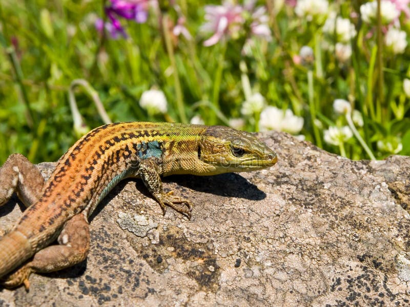 Podarcis Tauricus, Balcan Wall Lizard Stock Photo - Image of reptile ...