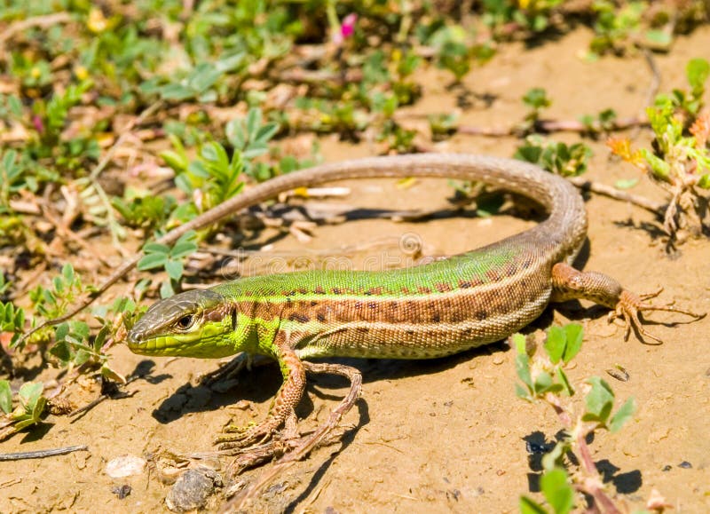 Podarcis Tauricus, Balcan Wall Lizard Stock Image - Image of reserve ...