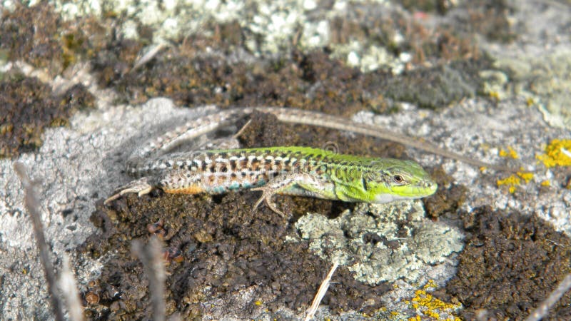 Podarcis Tauricus - Balkan Wall Lizard Stock Photo - Image of green ...