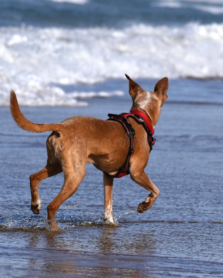 Podenco Dog Playing with the Waves at the Seashore Stock Image - Image ...