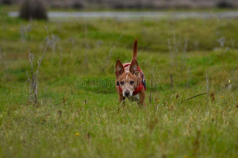 Podenco Dog Stalking Its Prey Stock Image - Image of tracking, predator ...