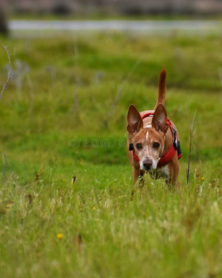 Podenco Dog Stalking Its Prey Stock Photo - Image of predator, canine ...