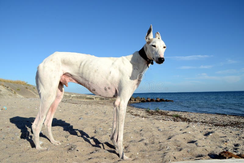 Podenco-Hund am Strand stockbild. Bild von stellring - 121095259