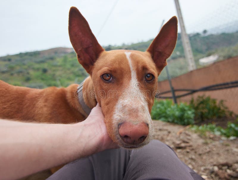 Podenco Ibicenco Dog Outdoors Stock Image - Image of podenco, canine ...