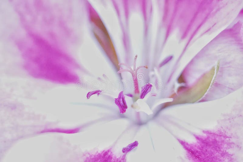Poder del rosa foto de archivo. Imagen de floral, potencia - 117573620