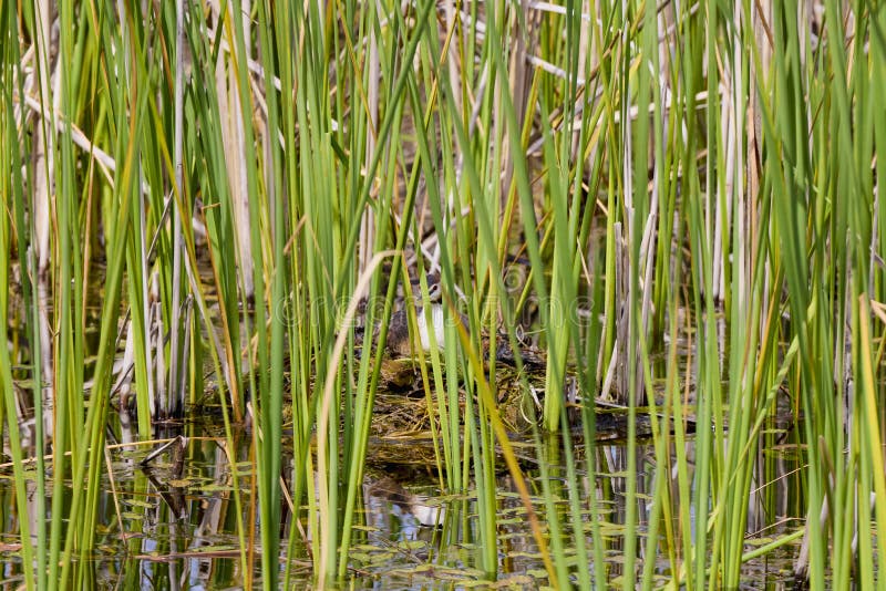 (Podiceps Cristatus), Seen among the Reeds Stock Photo - Image of wild ...