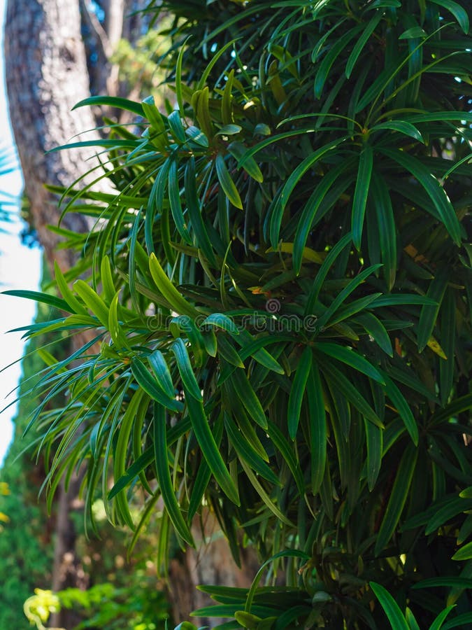 Podocarpus Macrophyllus in the Park Stock Image - Image of growth ...