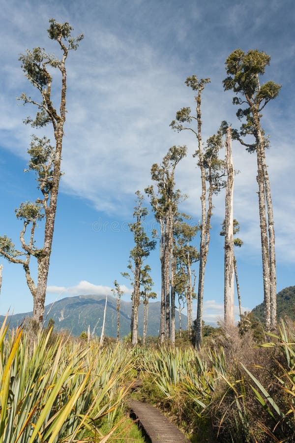 Podocarp Trees in Arthur S Pass National Park Stock Photo - Image of ...