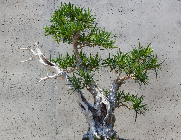 667 Family Bonsai Tree Stock Photos - Free & Royalty-Free Stock Photos ...