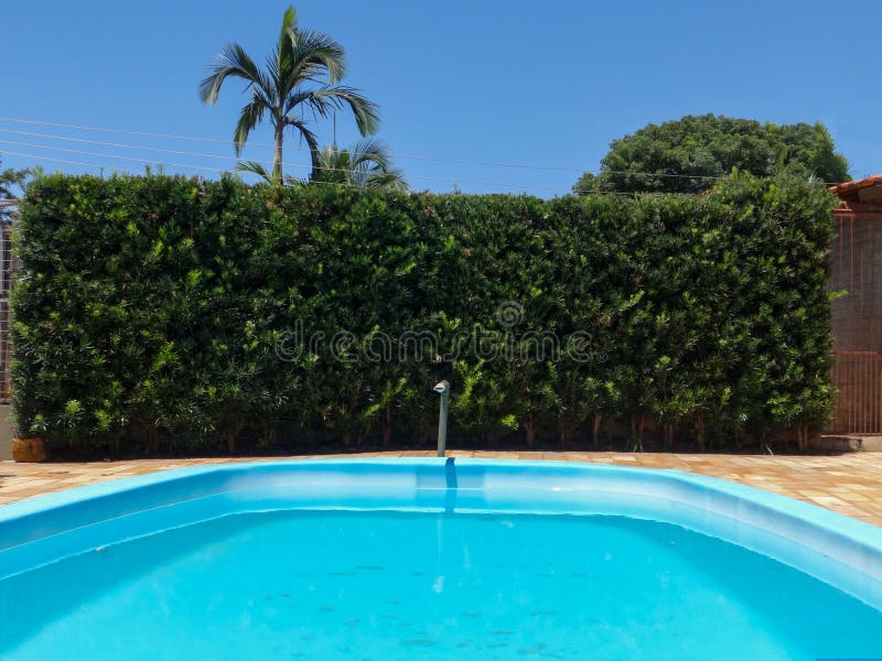 Podocarpus Lambertii Hedge. Stock Photo - Image of landscaping, plant ...