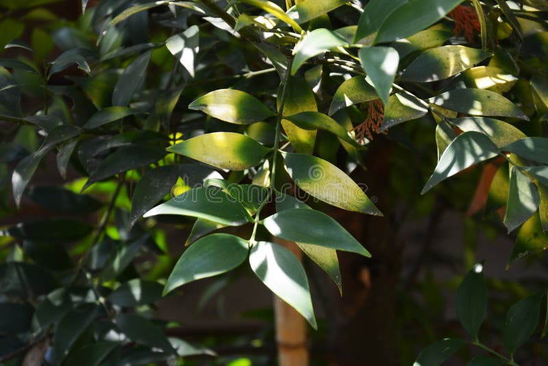 Podocarpus Nagi stock image. Image of elegant, grow - 114938851