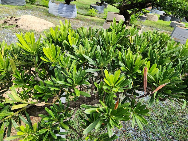 Podocarpus Polystachyus is a Medium-sized Evergreen Tree. Stock Photo ...