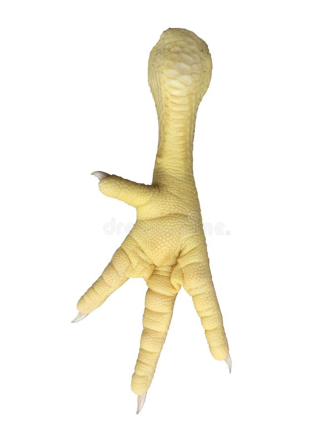 Pododermatitis Chicken Stock Photos - Free & Royalty-Free Stock Photos ...