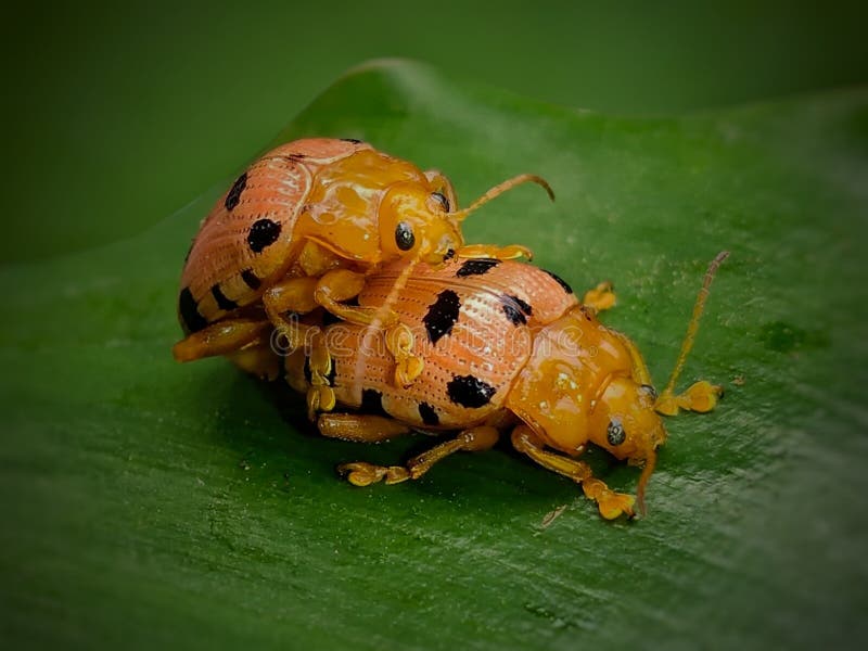 Flea Exoskeleton Stock Photos - Free & Royalty-Free Stock Photos from ...