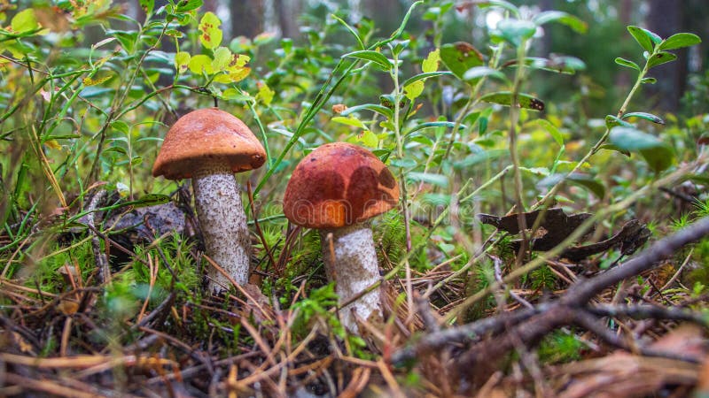 Podosinovik Mushroom in the Forest Stock Image - Image of wild, nature ...