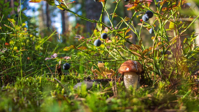 Podosinovik Mushroom in the Forest Stock Image - Image of healthy ...
