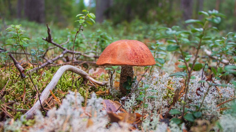 Podosinovik Mushroom in the Forest Stock Photo - Image of autumn, tasty ...