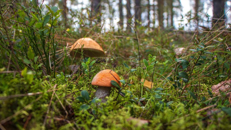Podosinovik Mushroom in the Forest Stock Image - Image of forest, macro ...