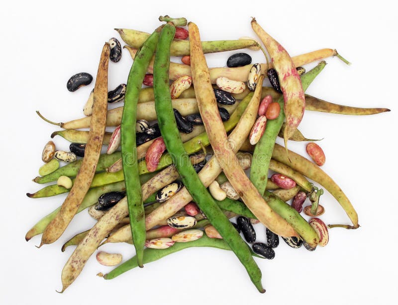 Pods and beans stock photo. Image of mixture, macro, closeup - 10508422