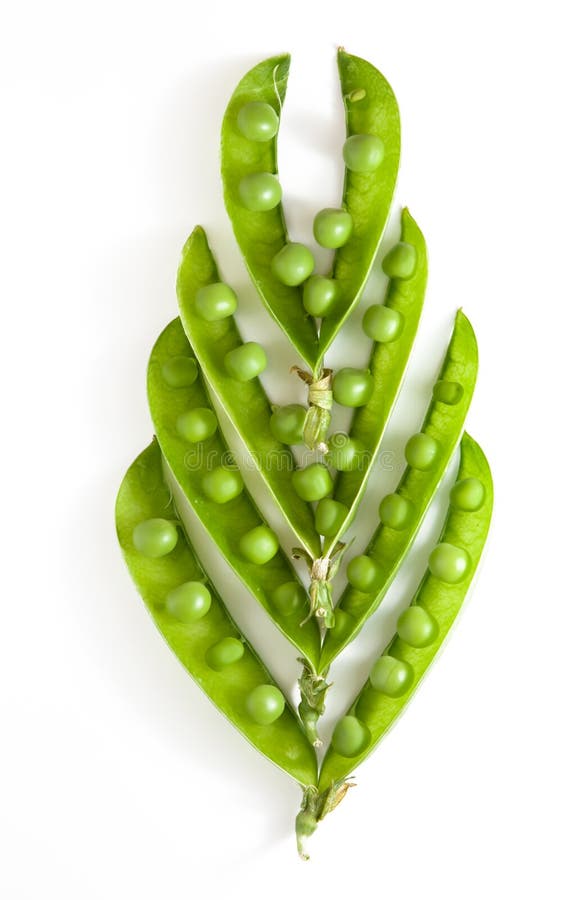 Pods bush on white stock photo. Image of nature, tasty - 7107518