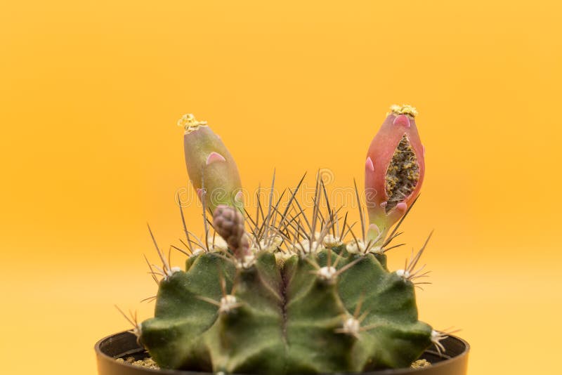The Pods of the Cactus are Ripe and Broken, Gymnocalycium. Stock Image ...