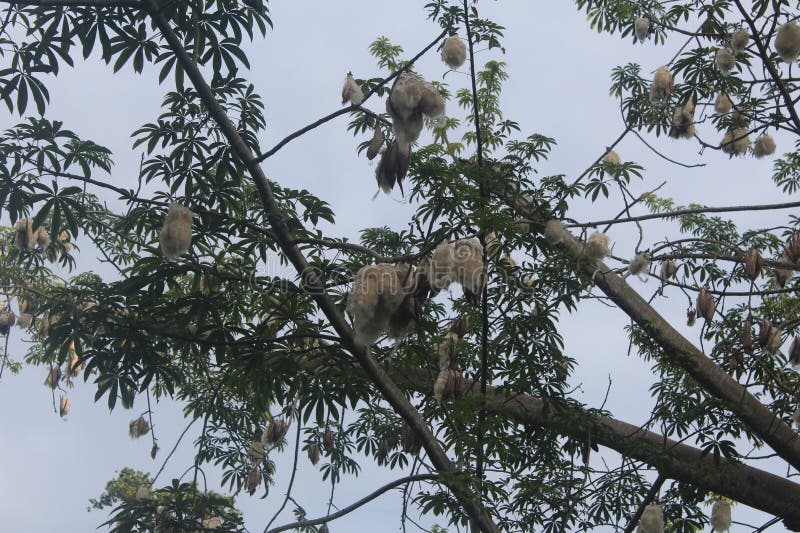The Pods of the Ceiba Pentandra Tree, Also Known As Kapok, Java Cotton ...