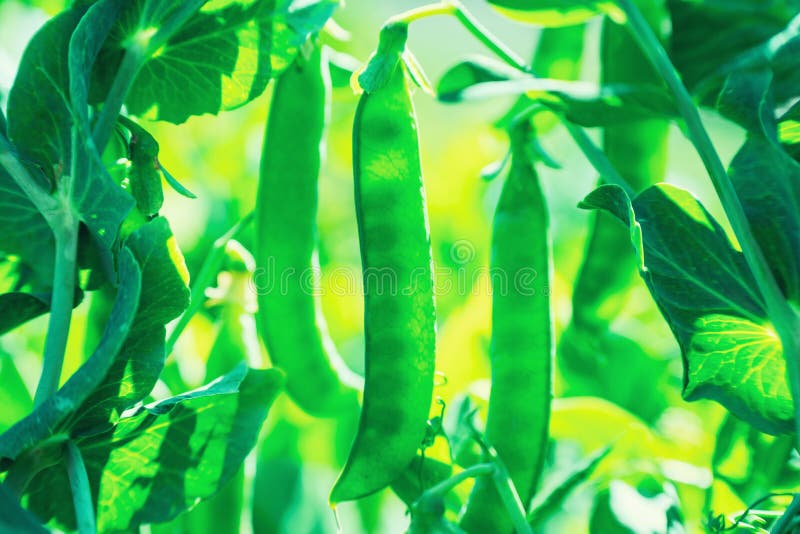 Pods of Green Peas Grow on the Garden Stock Image - Image of garden ...