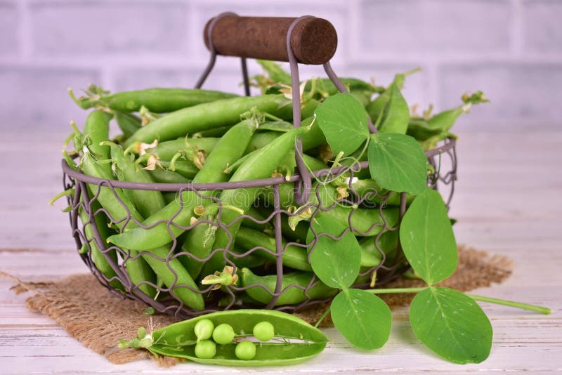 Pods of Green Peas in a Metal Basket on a Light Background. Close-up ...